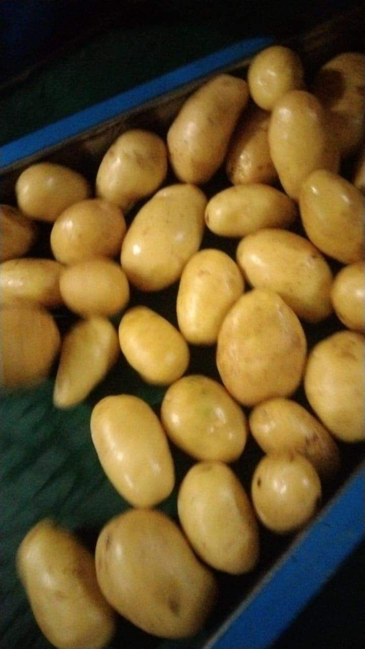 Buy Fresh Potato Import Premium Quality Fresh Potatoes Vegetable ...