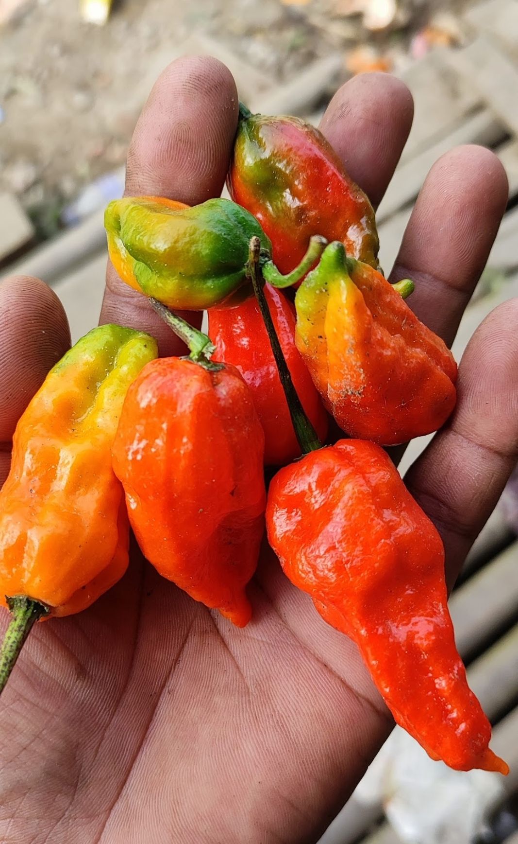 Buy Naga King Chilli/ghost Pepper from Naga farmers group, India ...
