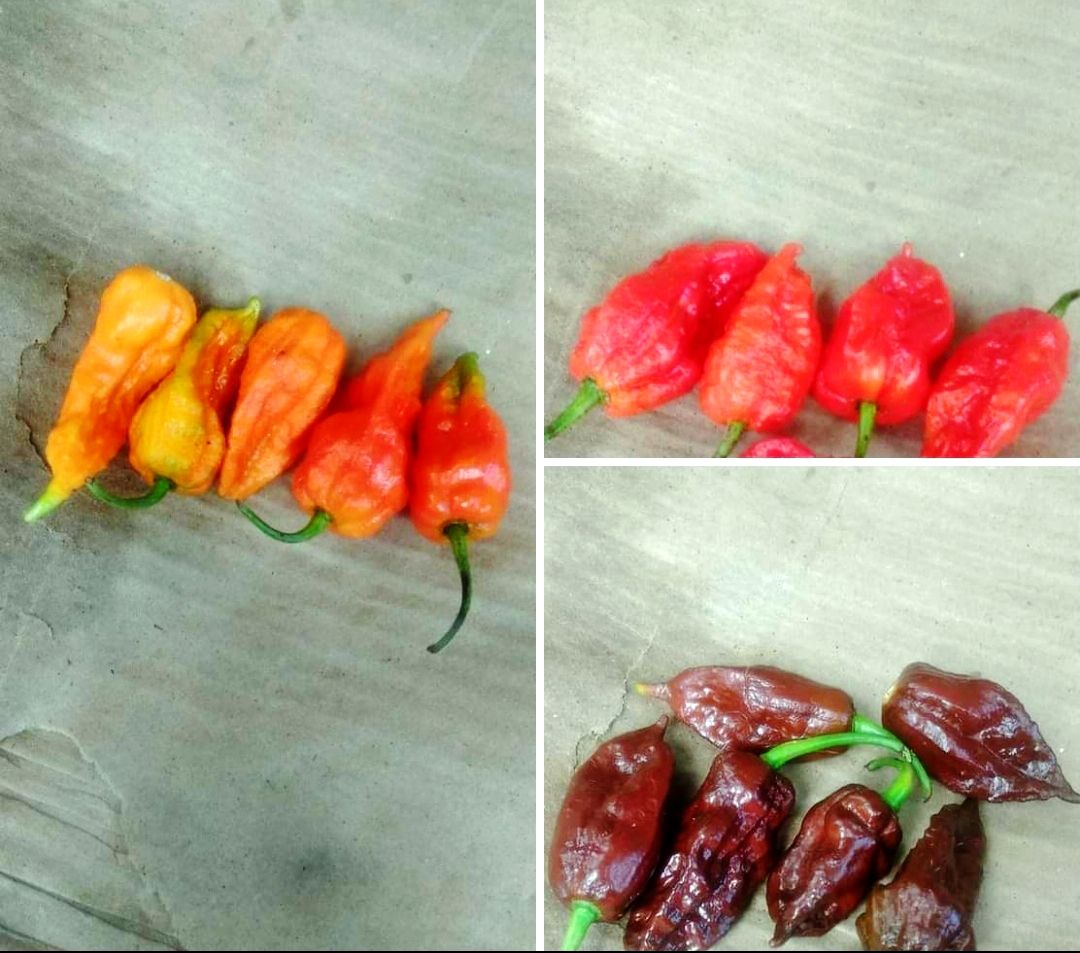 Buy Naga King Chilli/ghost Pepper from Naga farmers group, India ...