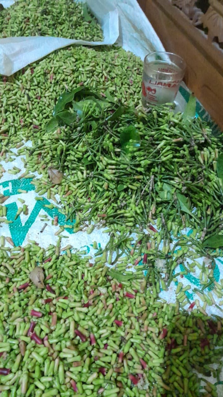 Buy Cloves from PT Hasil Desa Raya, Indonesia | Tradewheel.com