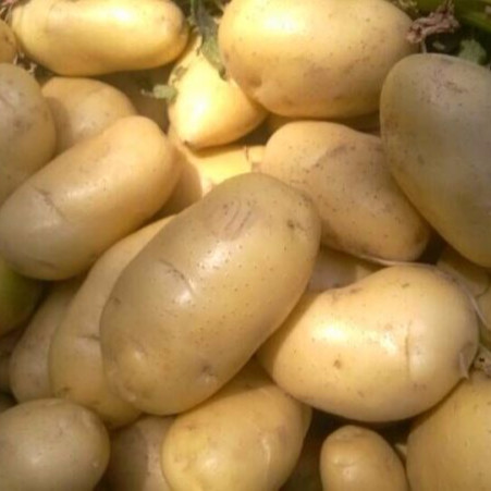 Buy Best Selling Fresh Potato/fresh African Potatoes from NJICUDA ...