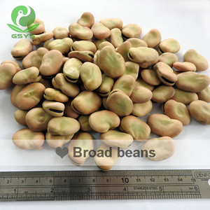 Buy Chinese Broad Beans Fava Beans For Sale Babas Feve Bean from Gansu ...