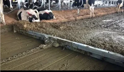 Buy Cow-friendly Manure Scraper, Reliable Manure Scraper from Hebei ...