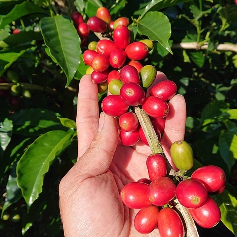 Buy Dense And Flavorful Taiwan Roasted Arabica Coffee Beans from HWA ...