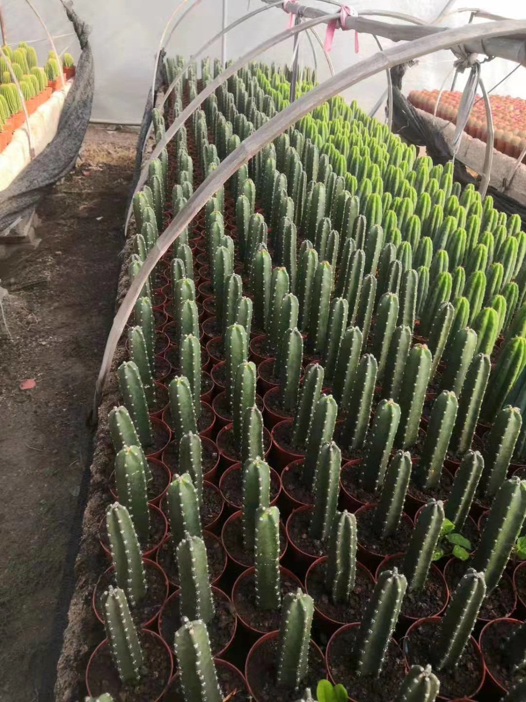 Buy Wholesale Cactus Natural Grafted Plant Woody Plants Cactus Tree ...