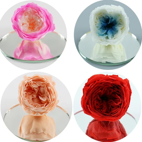 Buy Wholesale Purple Blue White Two-color Multicolored Preserved Austin ...