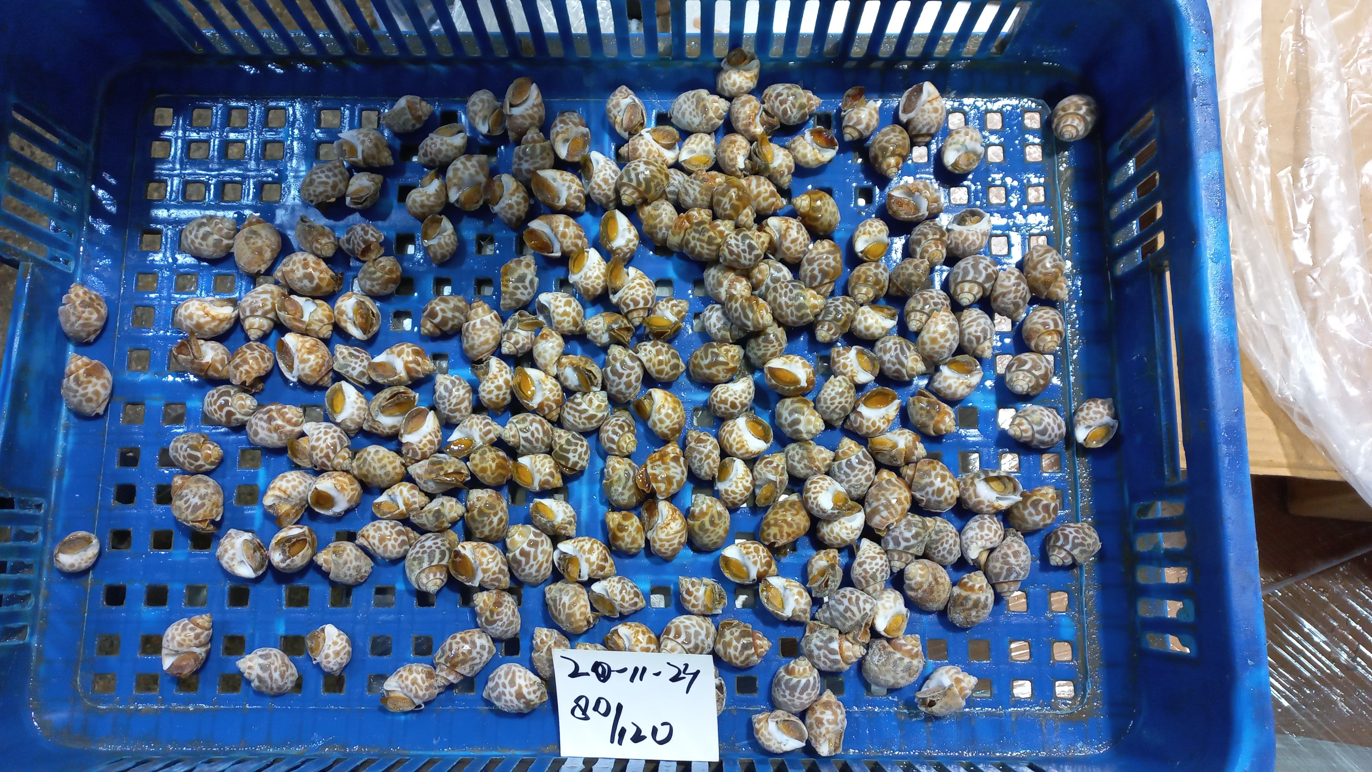 Buy Top Shell from FOOD LINKS, Pakistan | Tradewheel.com