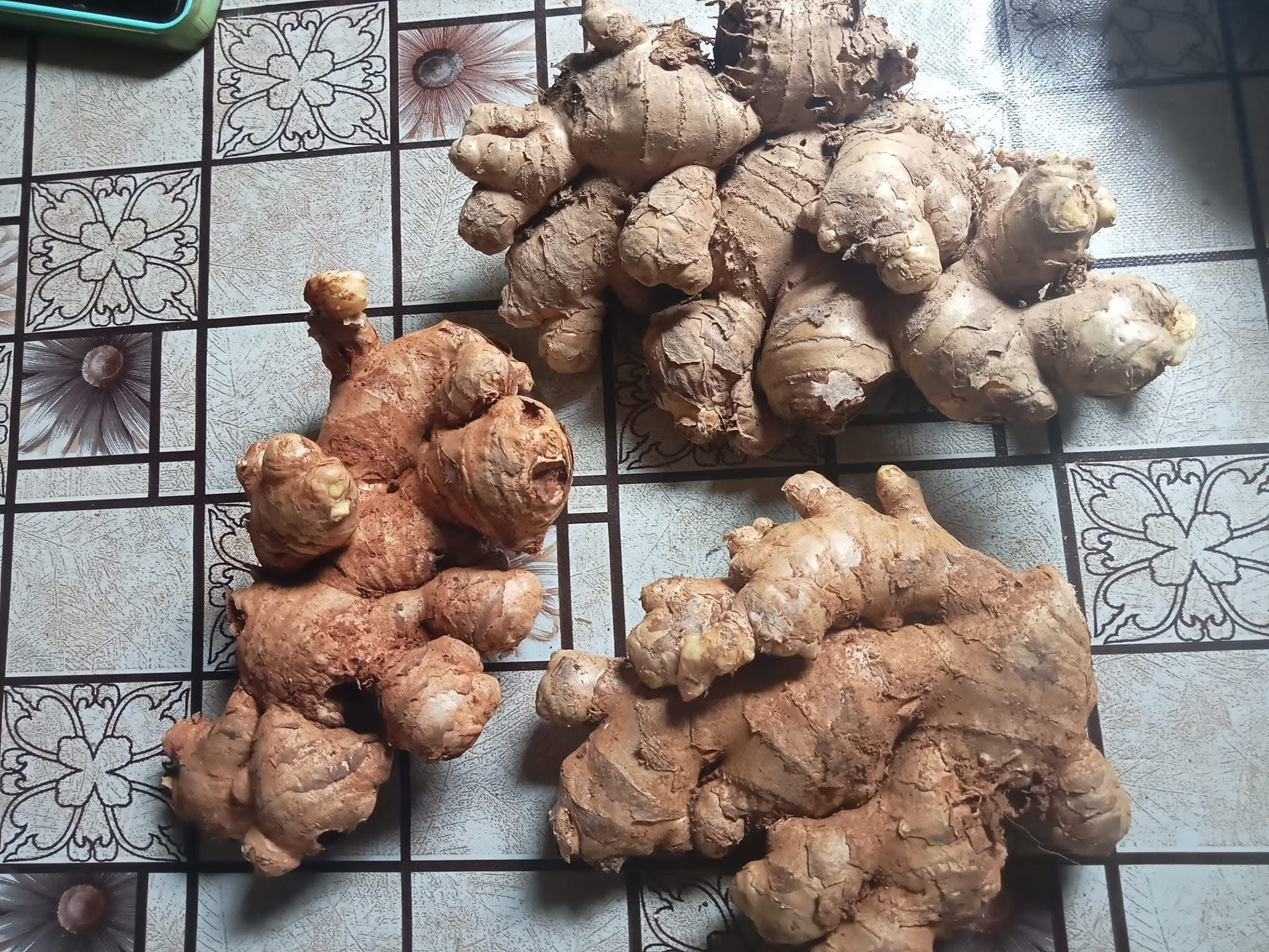 Buy Ginger from Golden Shine May, Myanmar | Tradewheel.com