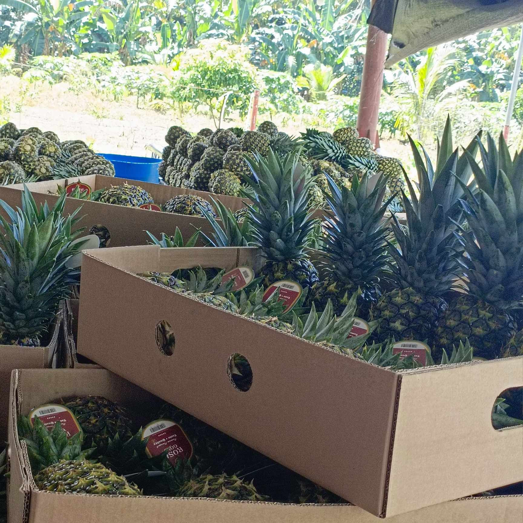 Buy Fresh Pineapple Fruit from ALYANNAH FRUITS TRADING, Philippines ...