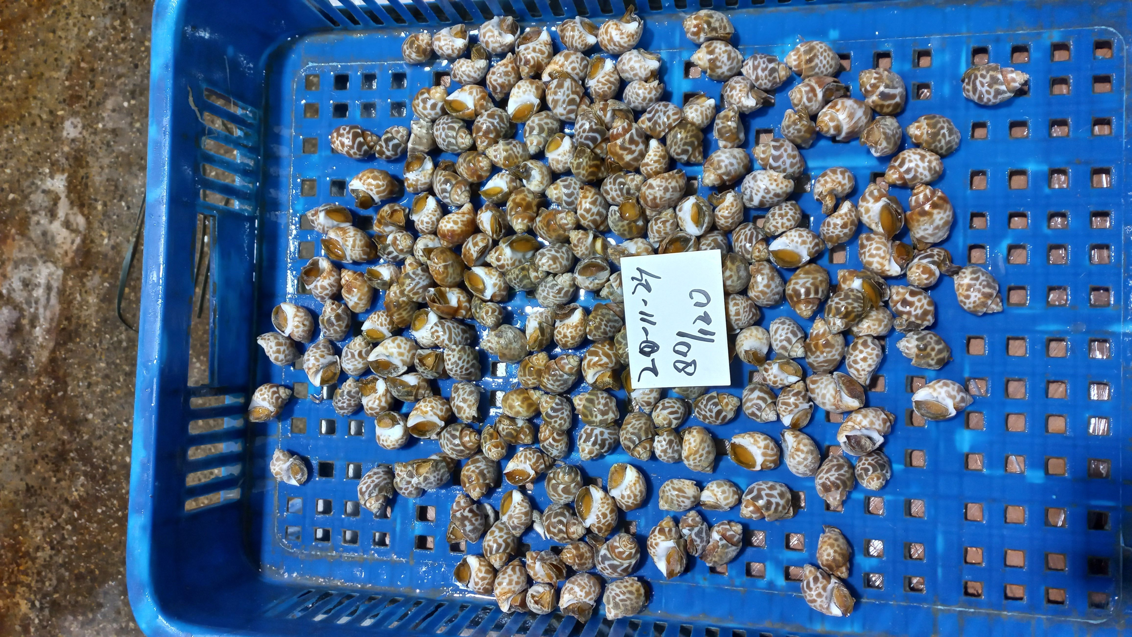 Buy Top Shell from FOOD LINKS, Pakistan | Tradewheel.com