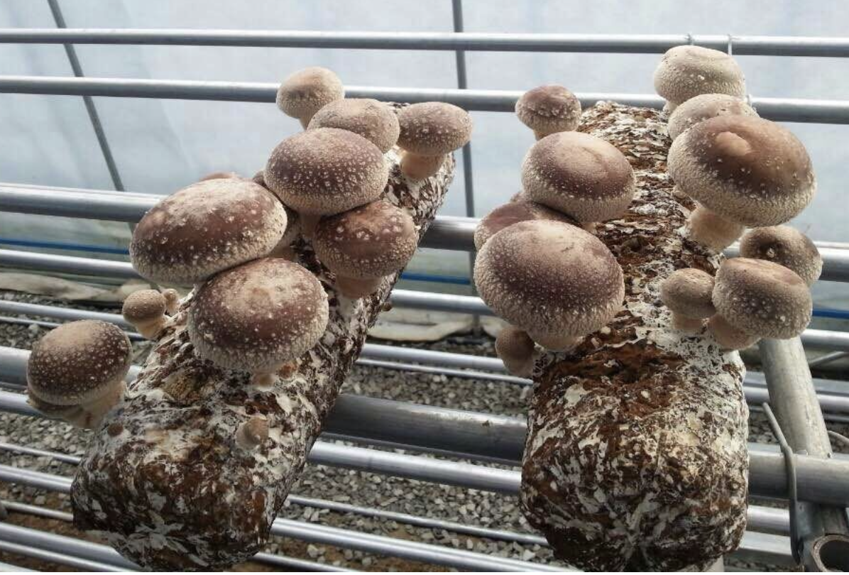 Buy Shiitake Mushroom Spawn Growing Logs/bags from Qingdao Leading ...
