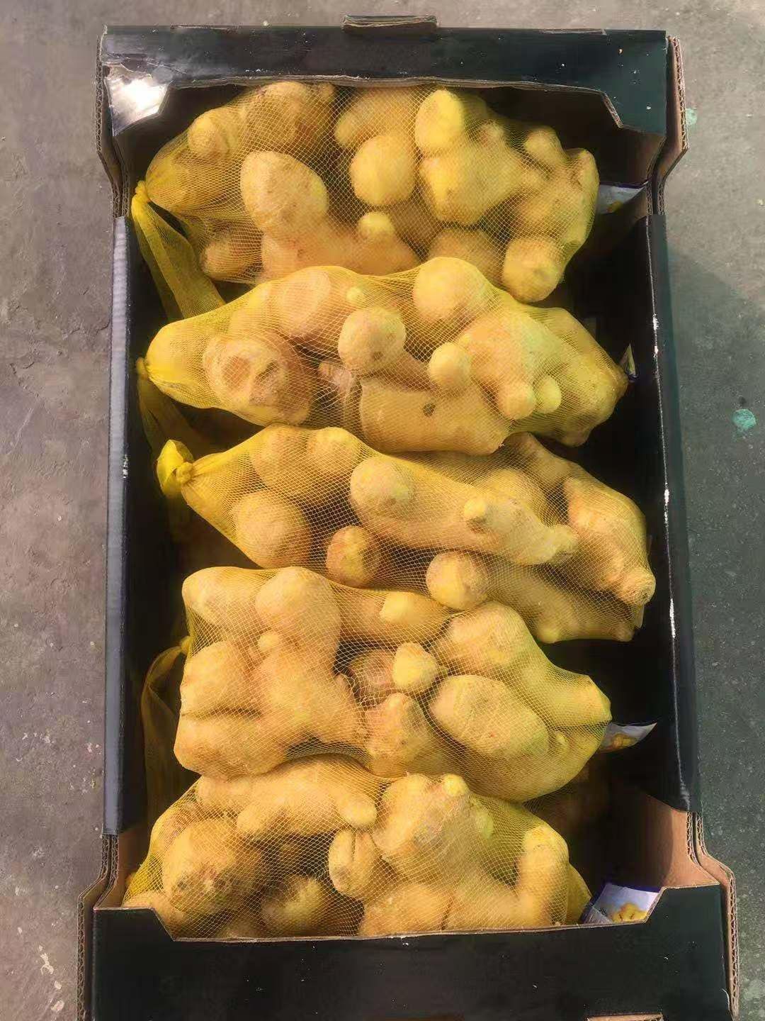 Buy Ginger Frozen from CONG TY CP XNK TPNN TAN NGUYEN, Vietnam ...