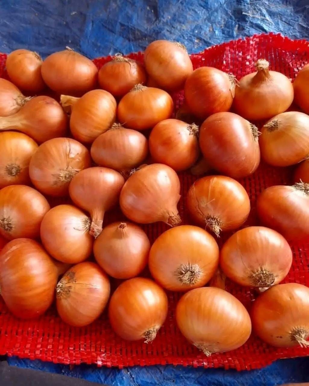 Buy Fresh Onion from FAIR GROUP, Egypt | Tradewheel.com