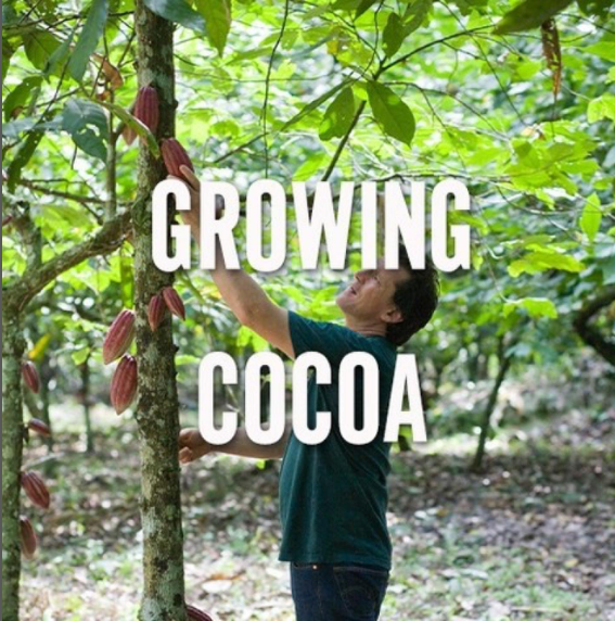 Buy Roasted Cocoa Bean / Organic Cocoa Bean / Cacao Beans ,dried ...