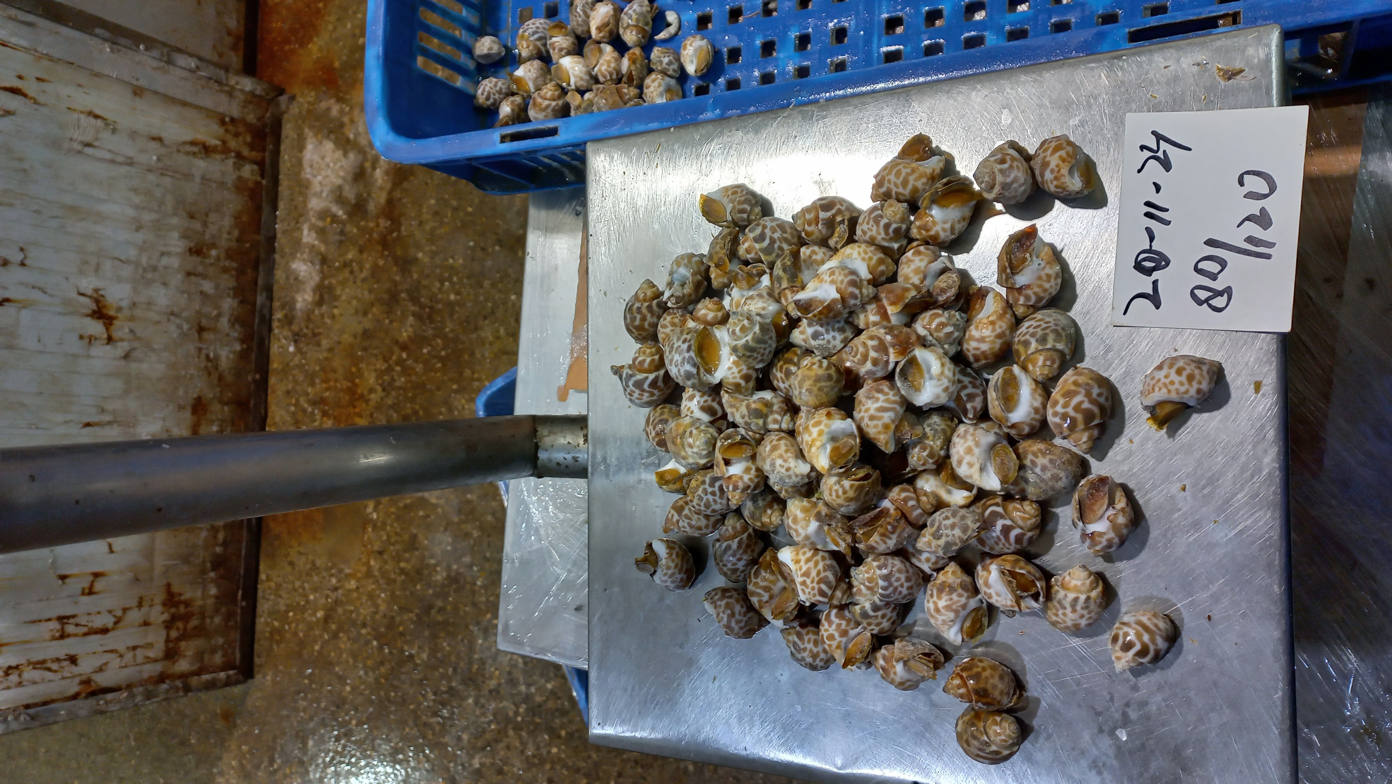 Buy Top Shell from FOOD LINKS, Pakistan | Tradewheel.com