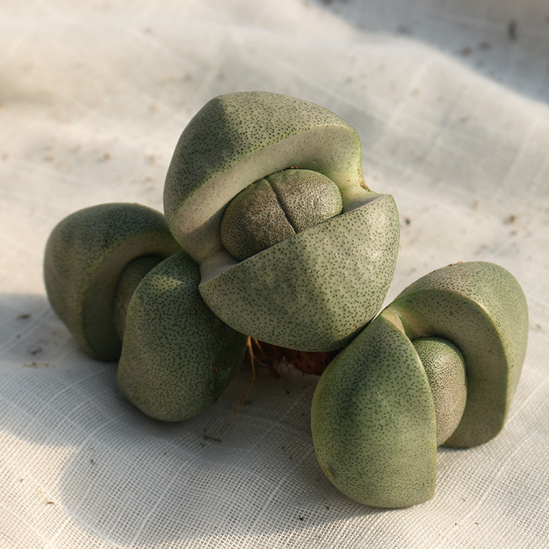 Buy Big Lithops Plants Pleiospilos Nelii Schwantes Home Indoor ...