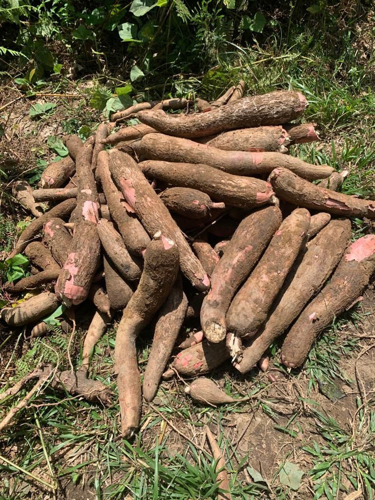 Buy Fresh Cassava from Michael Co ltd, United Kingdom | Tradewheel.com
