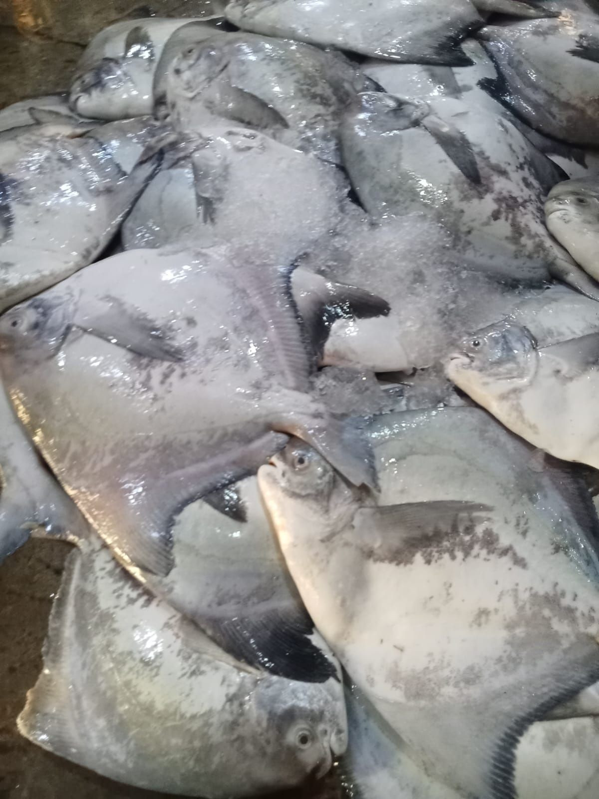 Buy Frozen Black Pomfret from Figaro Meat Enterprises, Pakistan ...