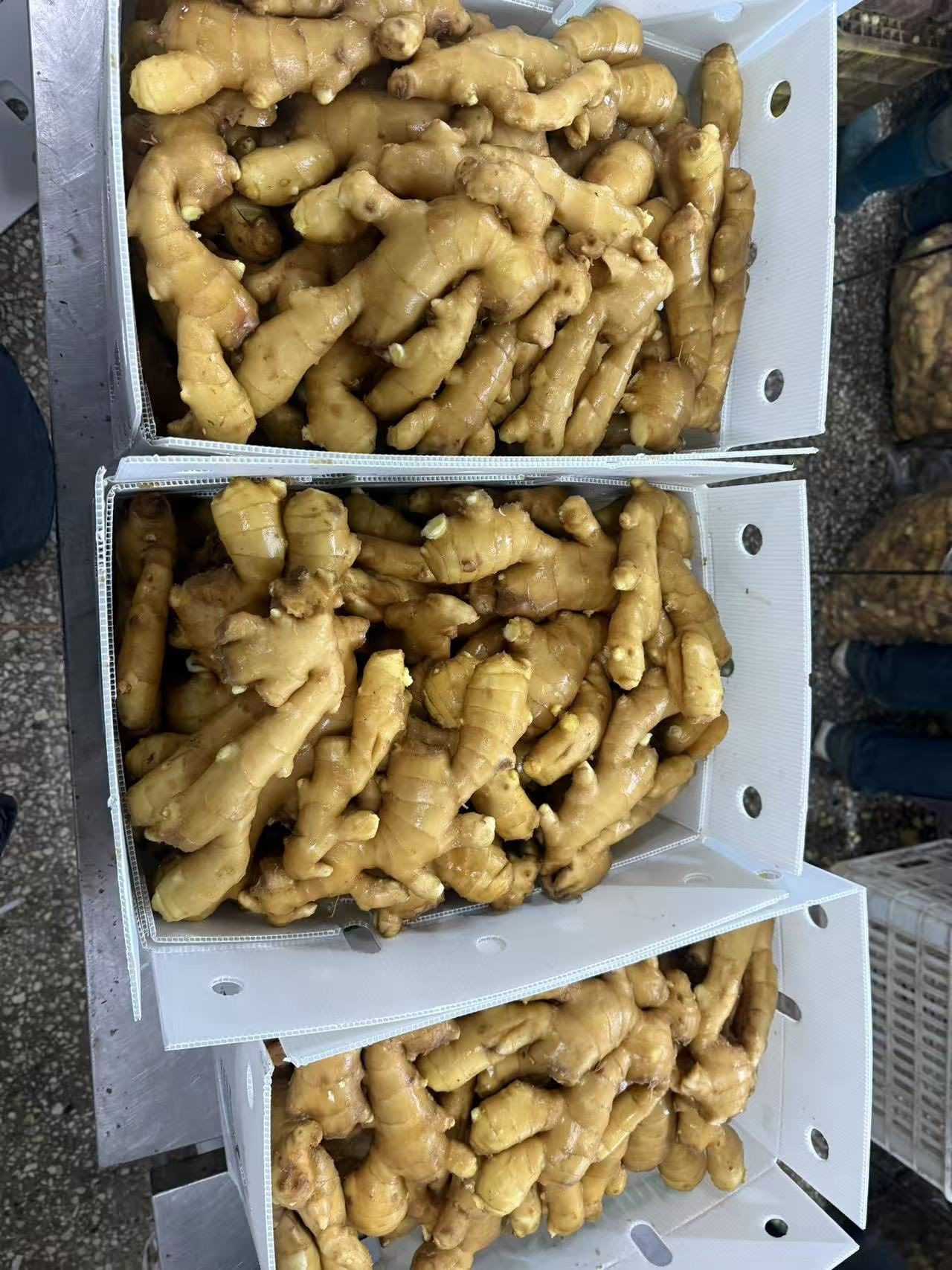 Buy Whole And Split Dry Ginger Dry Ginger Whole Ginger Dried For Sale ...