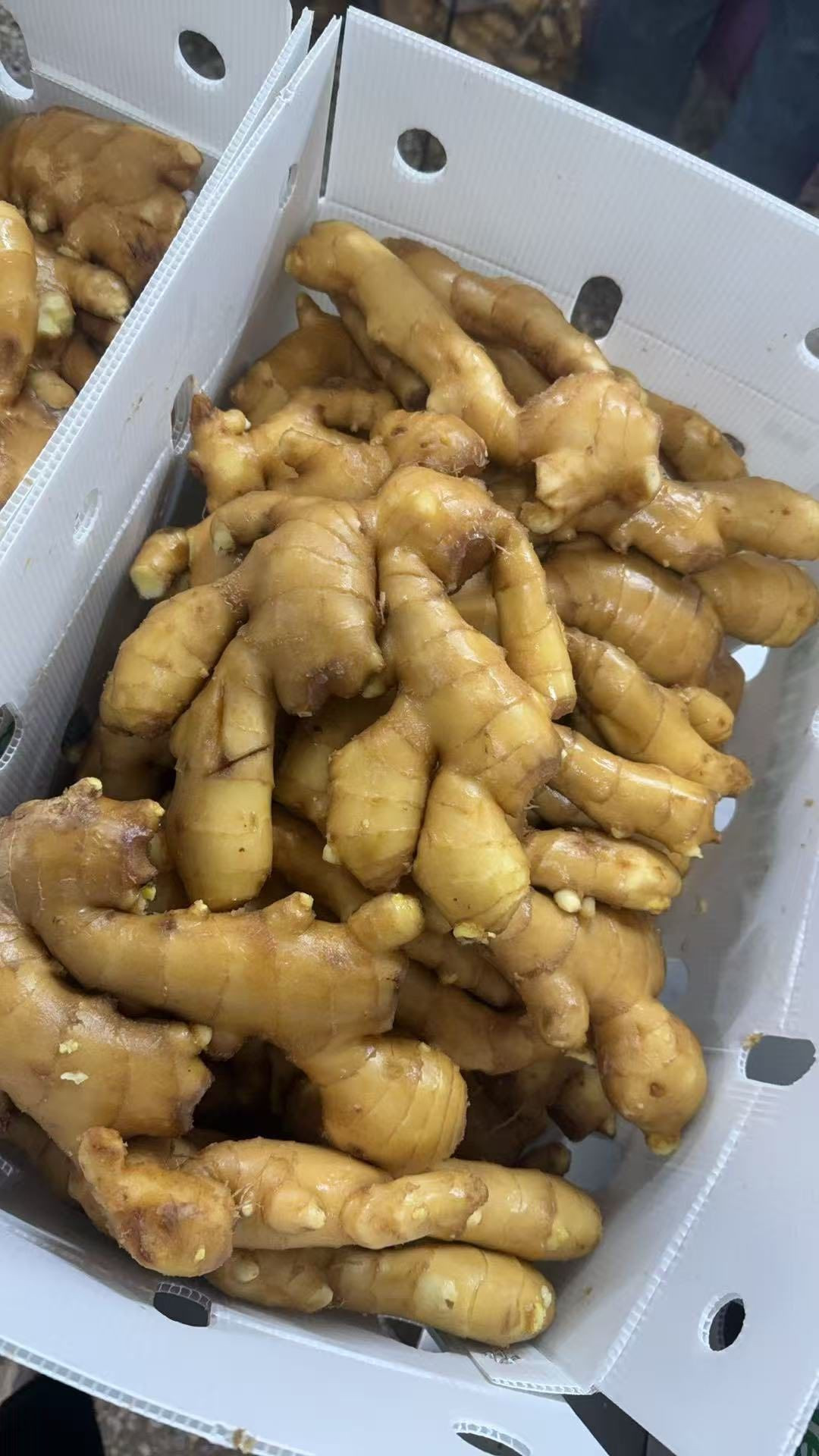 Buy Whole And Split Dry Ginger Dry Ginger Whole Ginger Dried For Sale ...