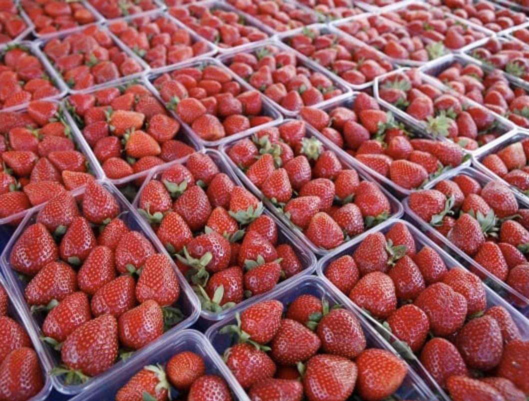 Buy Egyptian Fresh Strawberry (kamaroza, Tamara, Festival, Sweet) from ...
