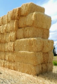 Buy Barley Straw For Sale from Your Hay Bales, USA | Tradewheel.com
