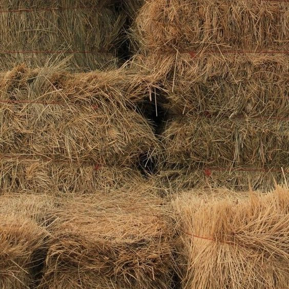 Buy Barley Straw For Sale from Your Hay Bales, USA | Tradewheel.com