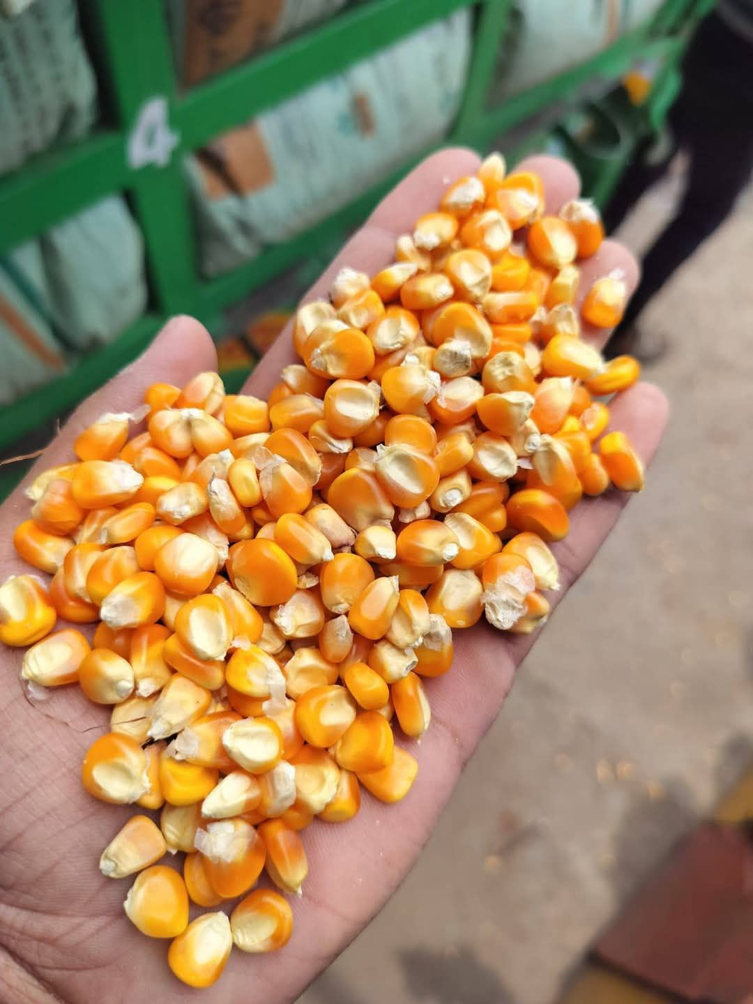 Buy Yellow Corn, Maiz from Knk Traders International, Pakistan ...