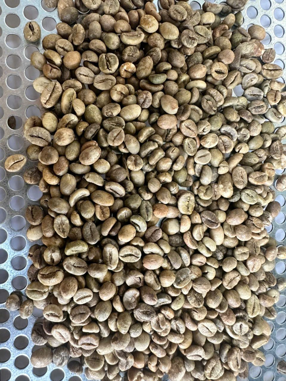 Buy Robusta Green Coffee Bean Grade 1 Screen 16 Clean from Foodmax ...