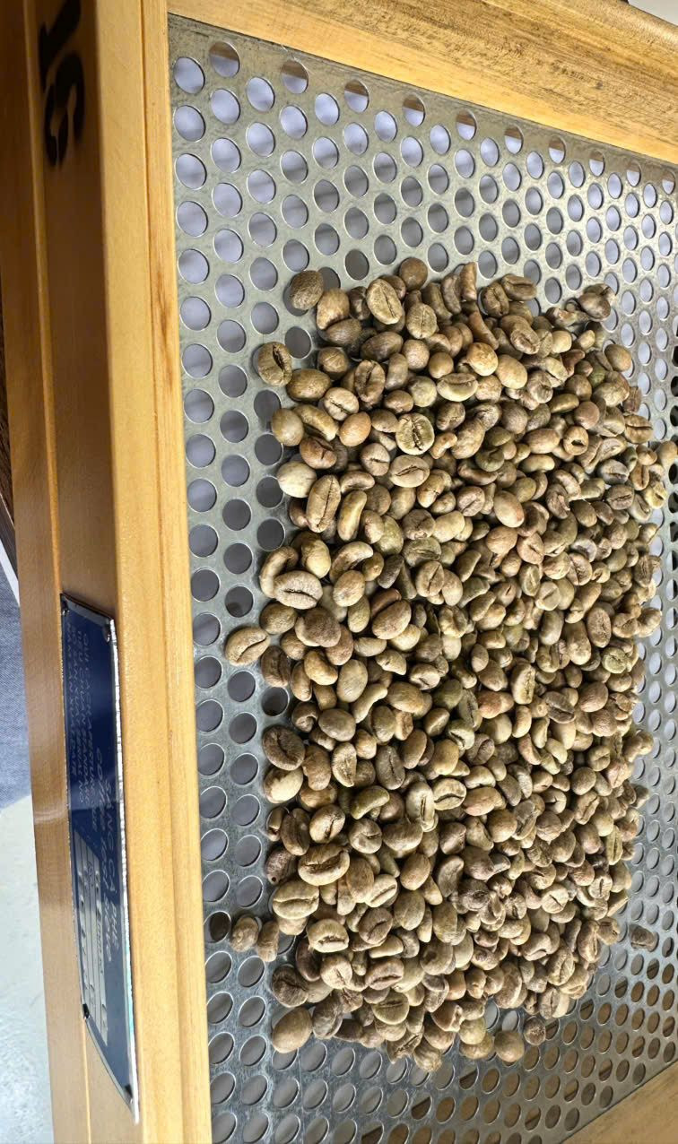 Buy Robusta Green Coffee Bean Grade 1 Screen 16 Clean from Foodmax ...