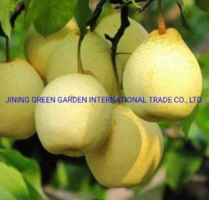 Buy Fresh Ya Pear, High Quality Chinese 2021 New Season Star Sweet And ...