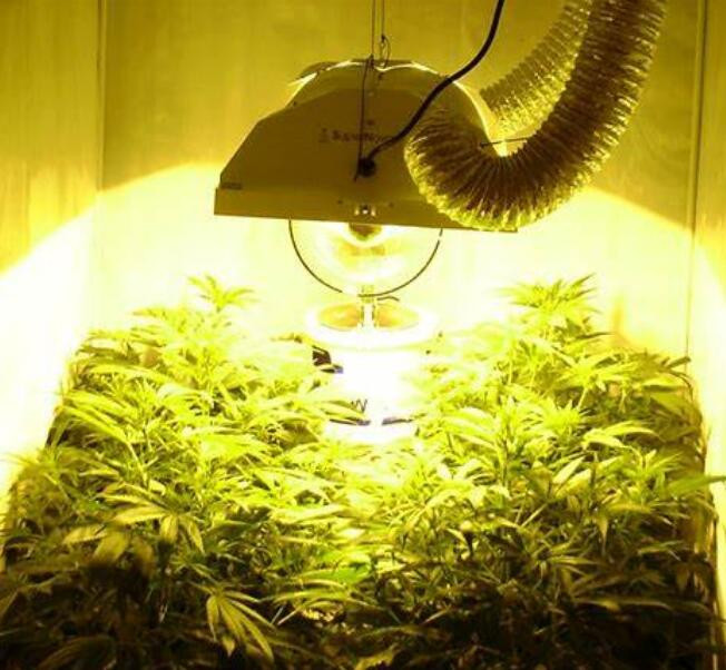 Buy Full Spectrum Metal Halide 1000w Mh Plant Grow Light 208-277vac ...