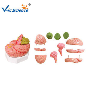 Buy Human Teaching Brain Mantle Function Position Head Brain Anatomy ...