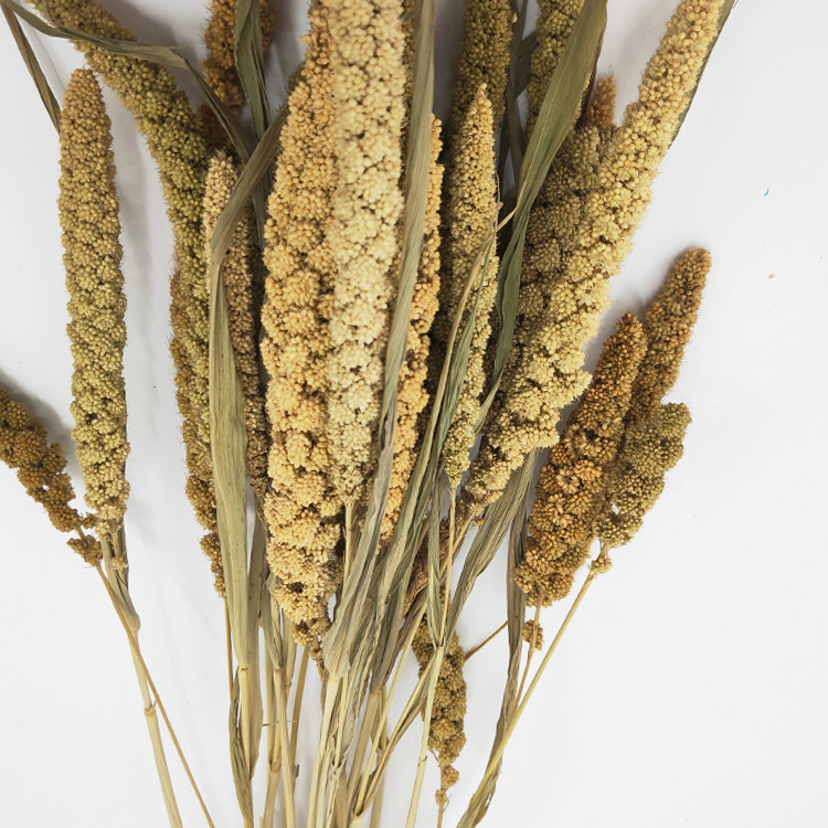 Buy Natural Air Dried Millet Real Flower Decoration from Kunming ...