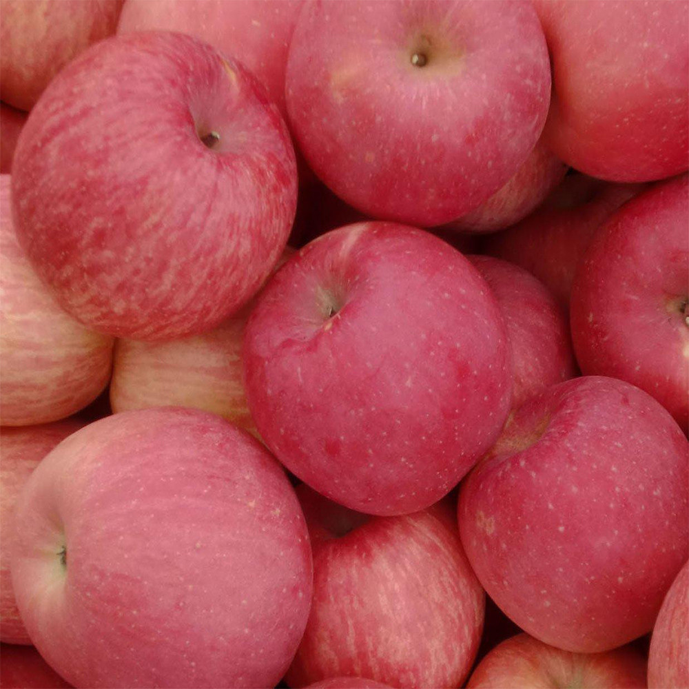 Buy New Crop Fresh Fuji Apples from Citrus Trading LLC, USA ...