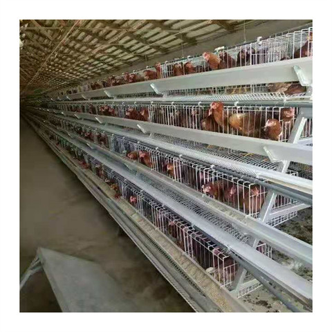 Buy New Modern Chicken Cage Hen Egg Chicken Laying Cages A Type Hot Dip ...