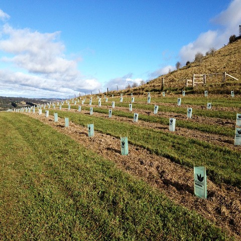 Buy Tree Guard Plants Protector For Trees, Plant Protection Sheet ...