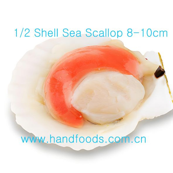 Buy Frozen 1/2 Shell Sea Scallop from Hand Foods (Dalian) Co., Ltd ...