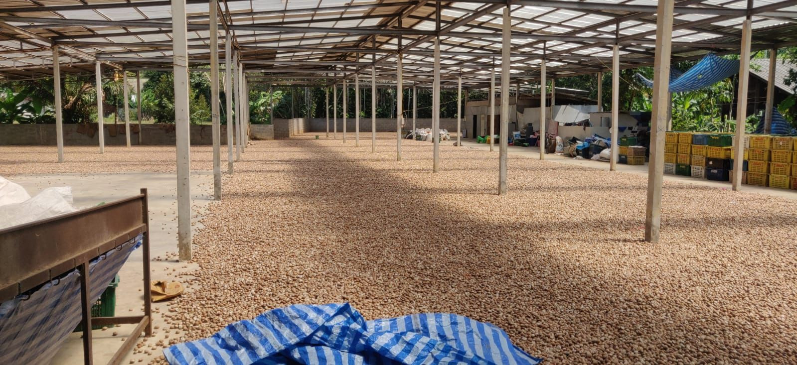 Buy Betel Nut from HEPHZTER ENTERPRISE, India | Tradewheel.com