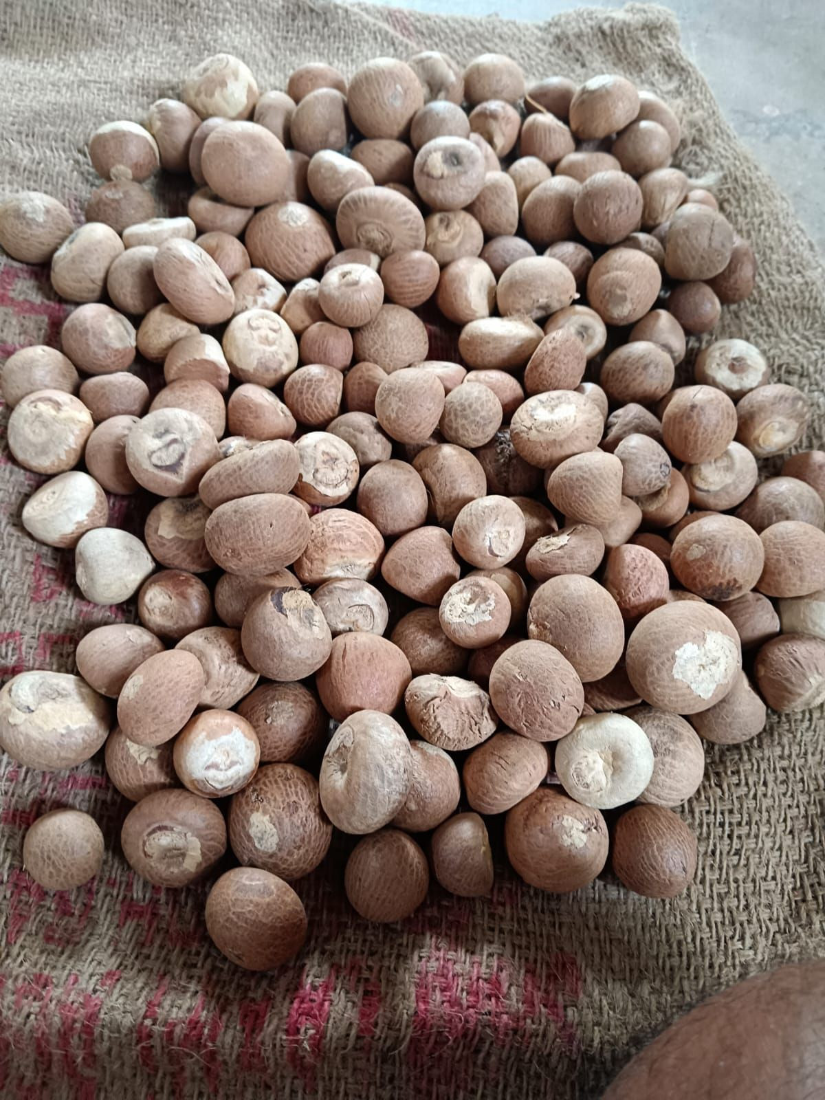Buy Betel Nut from HEPHZTER ENTERPRISE, India | Tradewheel.com