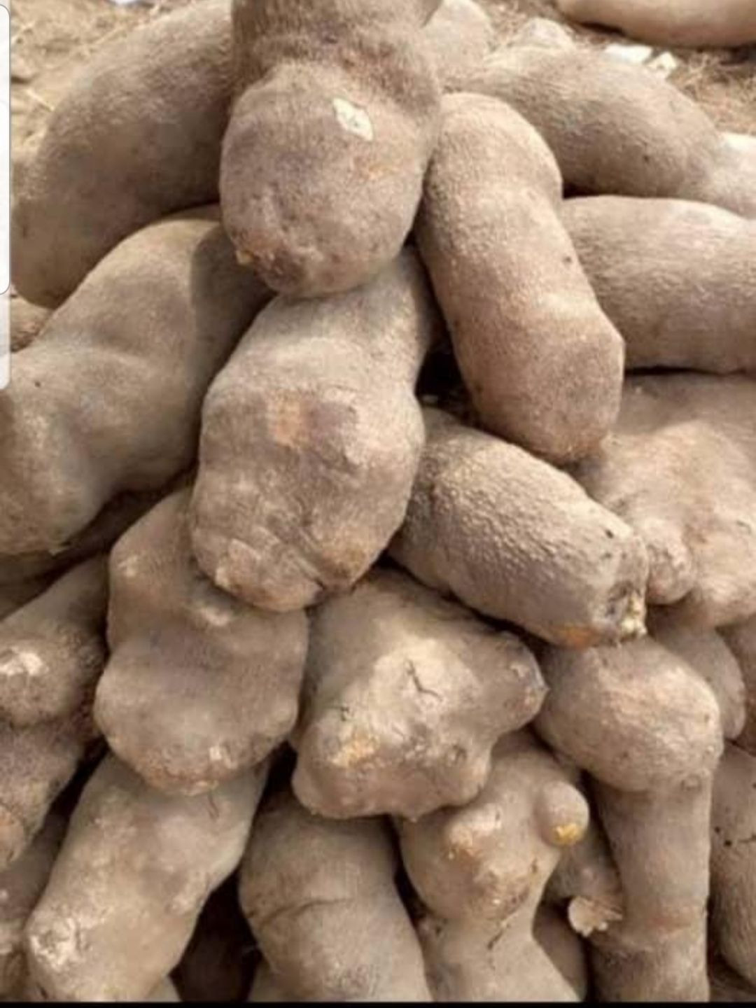 Buy Yam Tubers from Virginland Environmental Services Ltd ( Trading as Grandma Foods), Nigeria ...