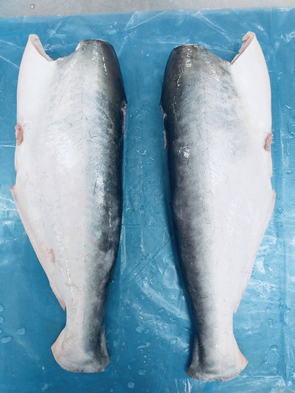 Buy Frozen Pangasius Fish from 24/7 SEAFOOD AGRICULTURE SOURCING ...