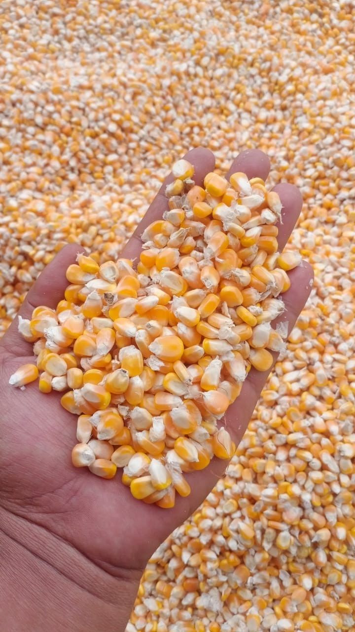Buy Yellow Corn from JB ENTERPRISES, India | Tradewheel.com