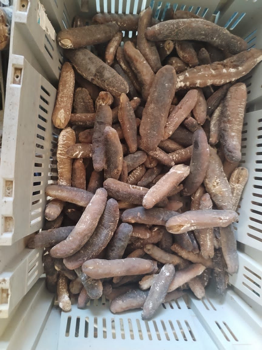 Buy Whole Sea Cucumber from LFK IMPORT & EXPORT LTD, France ...