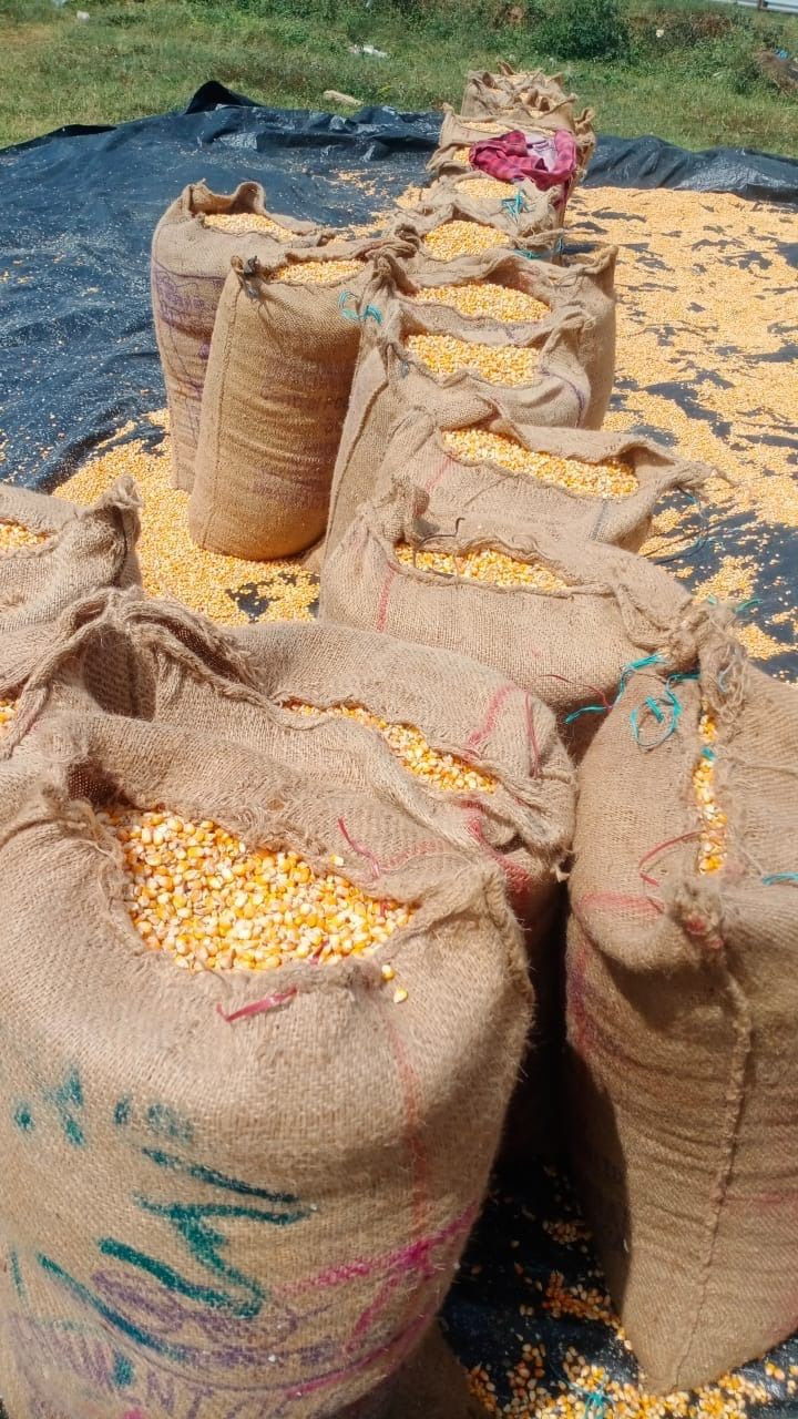 Buy Yellow Corn from JB ENTERPRISES, India | Tradewheel.com
