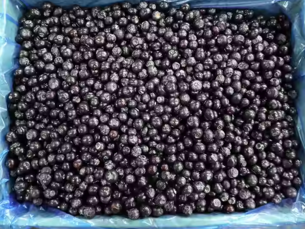 Buy Frozen Blueberry Bulk from RIZHAO Jin Gu Yuan Agricultural ...