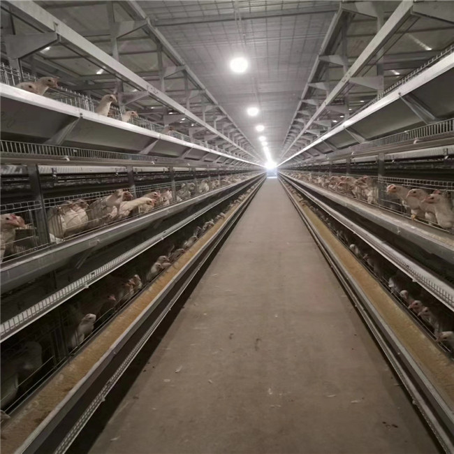 Buy Automatic Broiler Cage Multitier Poultry Equipment /broiler Breeder ...