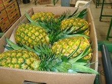 Buy Fresh Md2 Pineapple from SPINEL CO., LTD., Thailand | Tradewheel.com