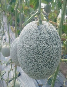 Buy Healthy Fresh Sweet Hami Melon In Vietnam. from DIEP THAO COMPANY ...