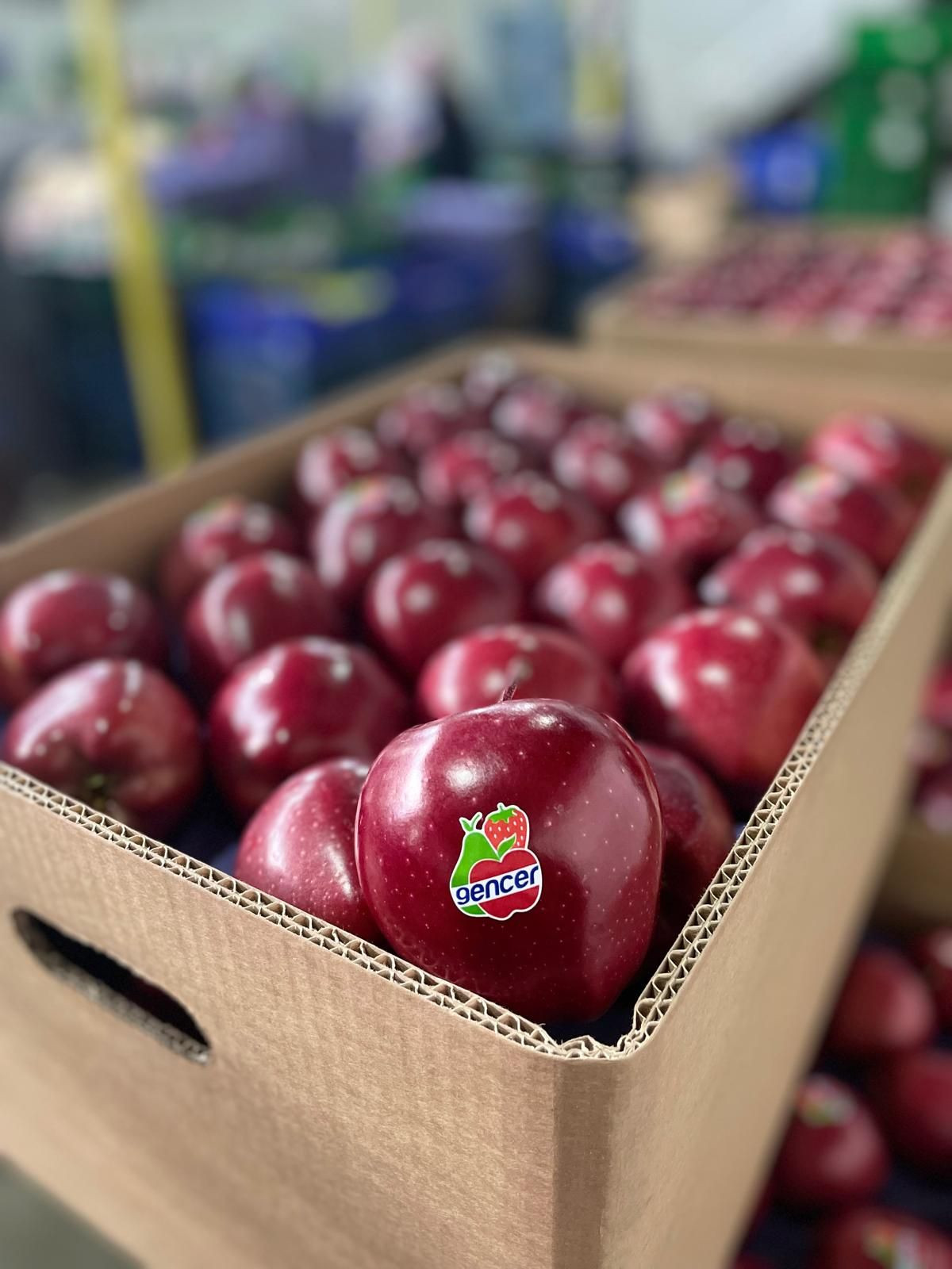 Buy Red Delicious Apple from Froots trading, Republic of Türkiye ...